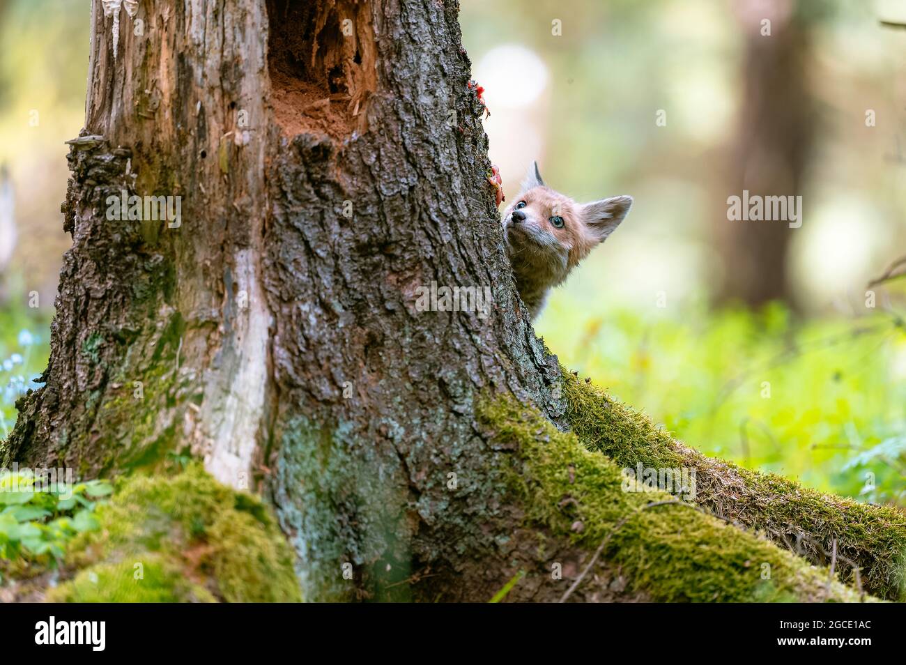 The young fox (Vulpes vulpes) is curious, hides behind a tree and ...