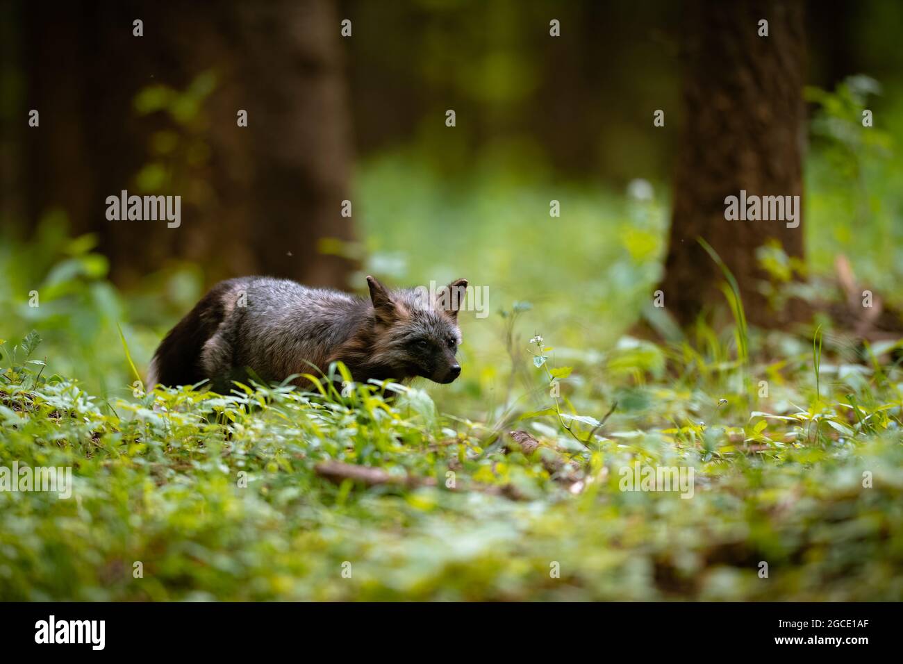 Black fox hi-res stock photography and images - Alamy