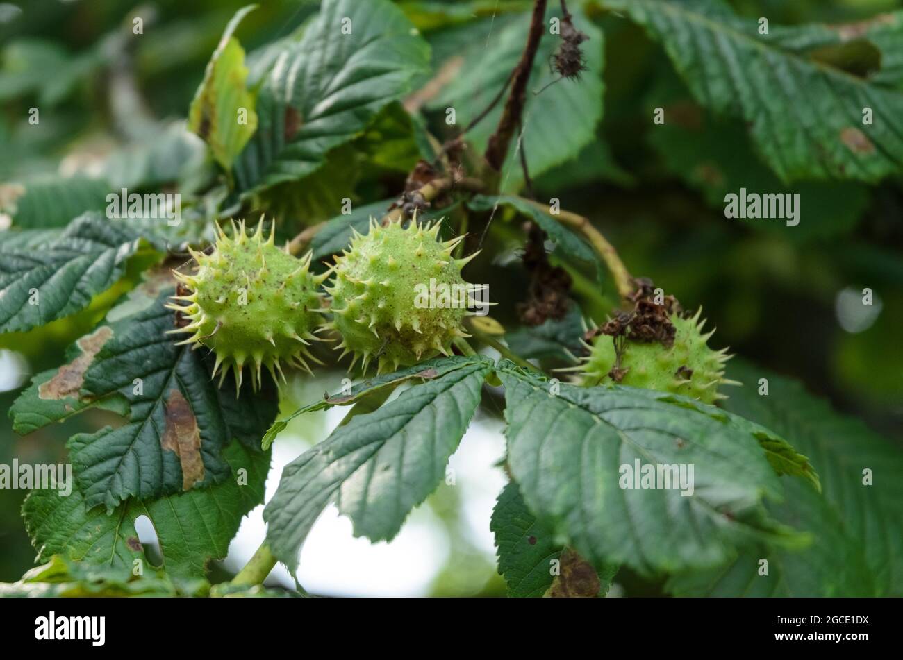 Chestnut spiky pod hi-res stock photography and images - Alamy