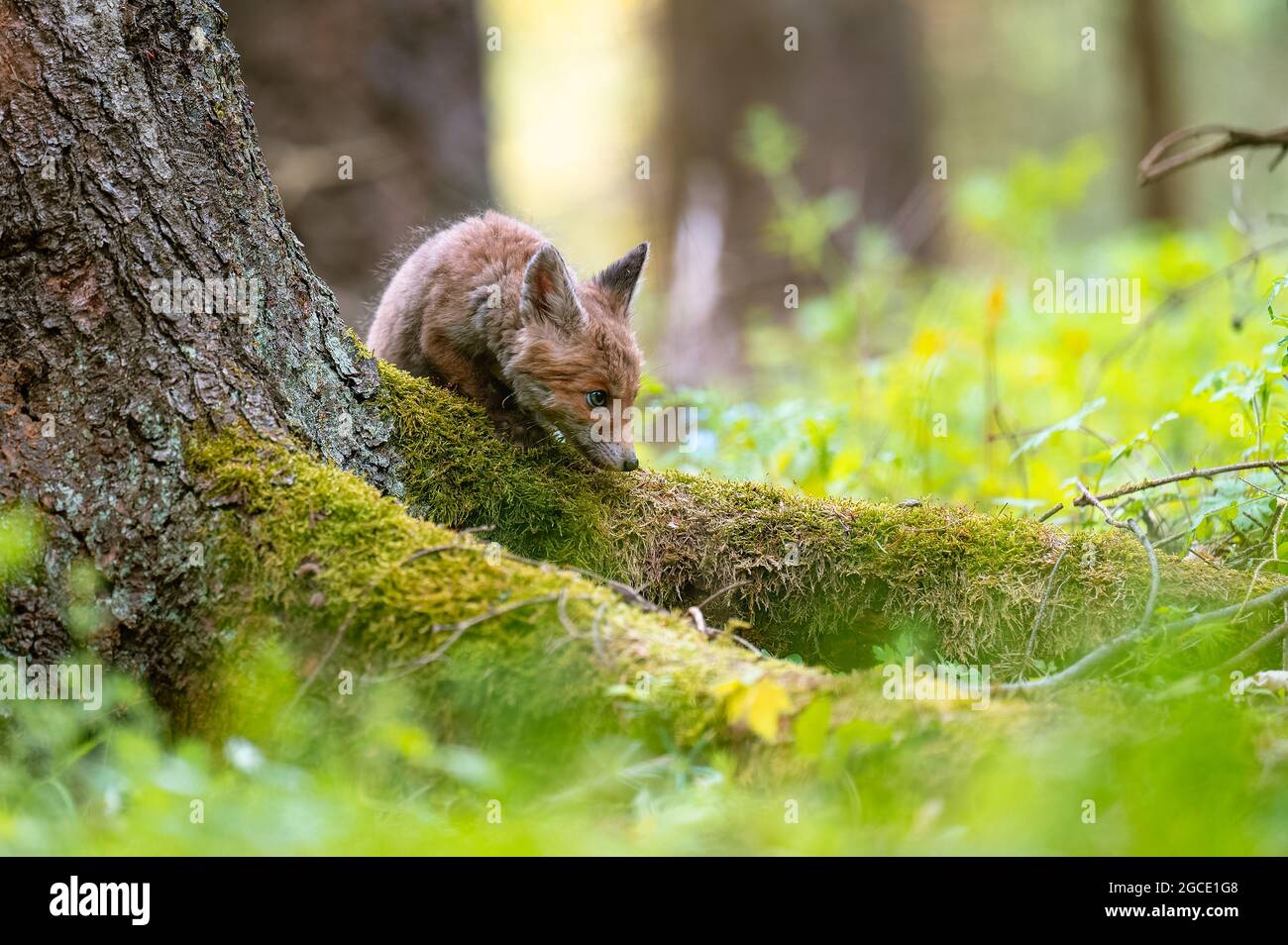 A curious young fox (Vulpes vulpes) scans the forest for food and walks ...