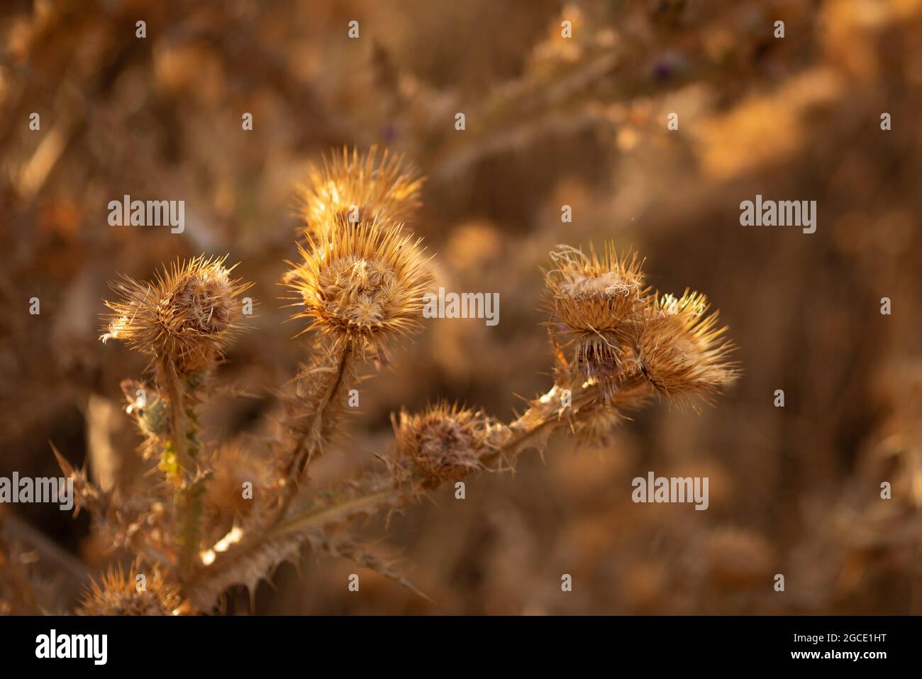 thistle thorns shot in summmertime Stock Photo - Alamy