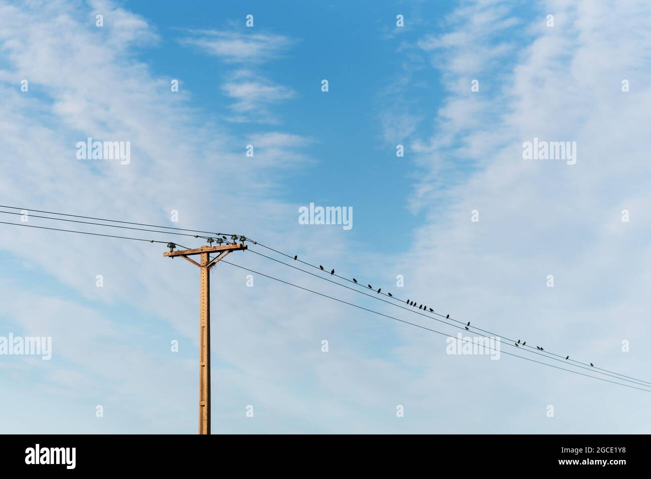 flock of birds on power lines Stock Photo - Alamy