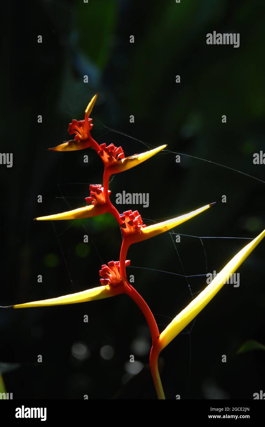 Ornamental heliconia has unusual zig zag stem with beaklike stems ...