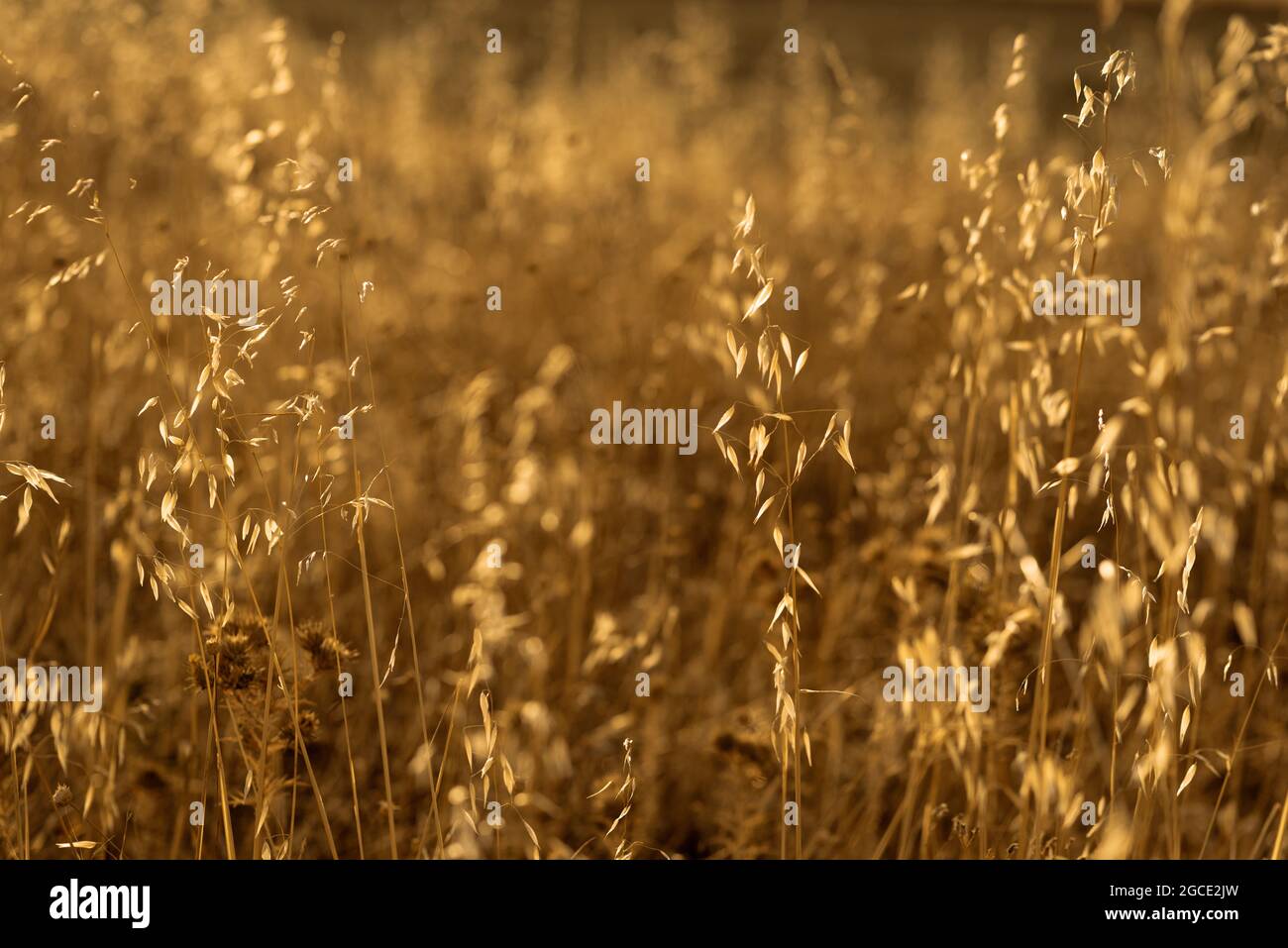 Avena fatua hi-res stock photography and images - Alamy