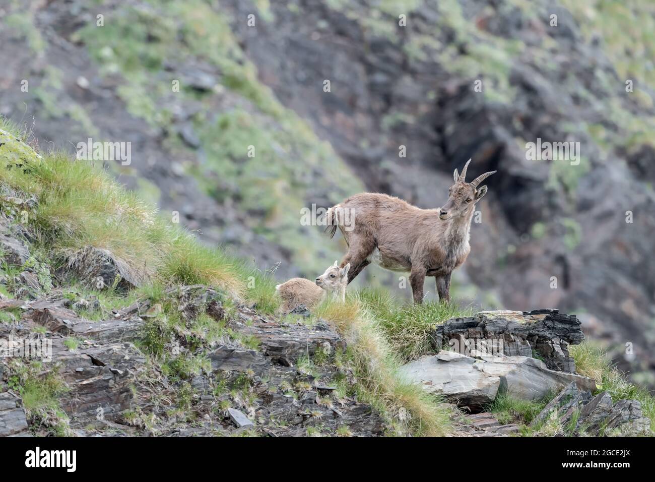 Alpine ibex female with newborn in the Alps mountains (Capra ibex Stock ...