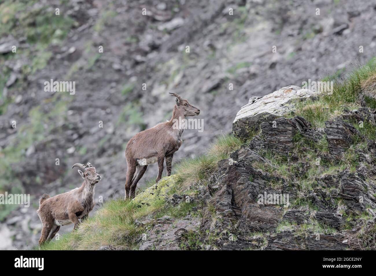 Alpine ibex female and male on mountain ridge (Capra ibex Stock Photo ...