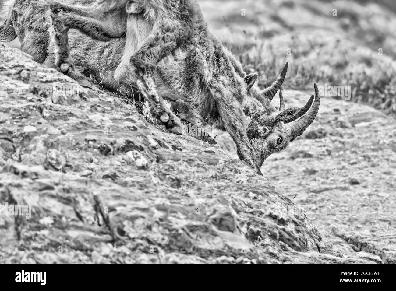 Male ibexes Black and White Stock Photos & Images - Alamy