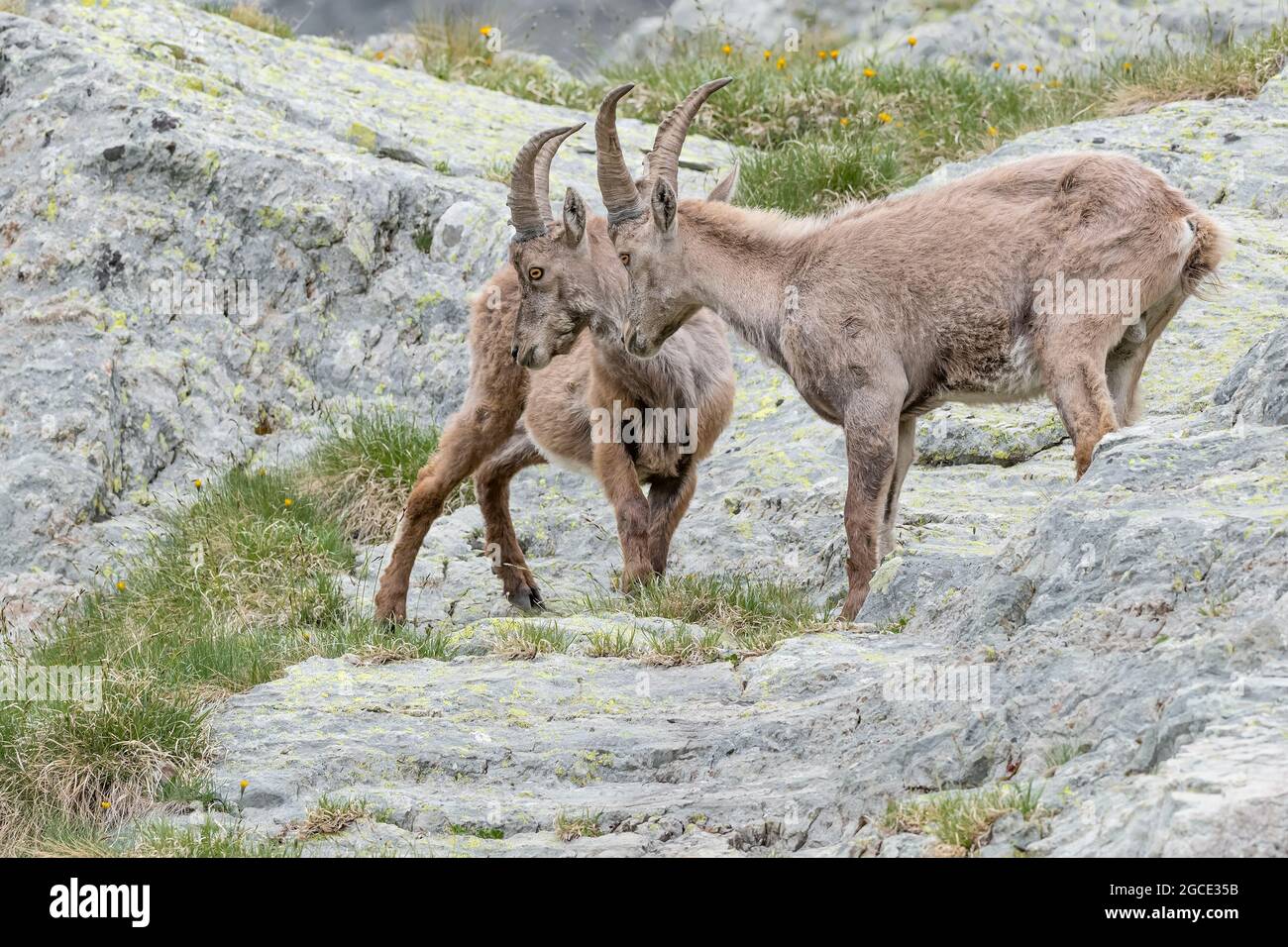 Male ibexes hi-res stock photography and images - Alamy