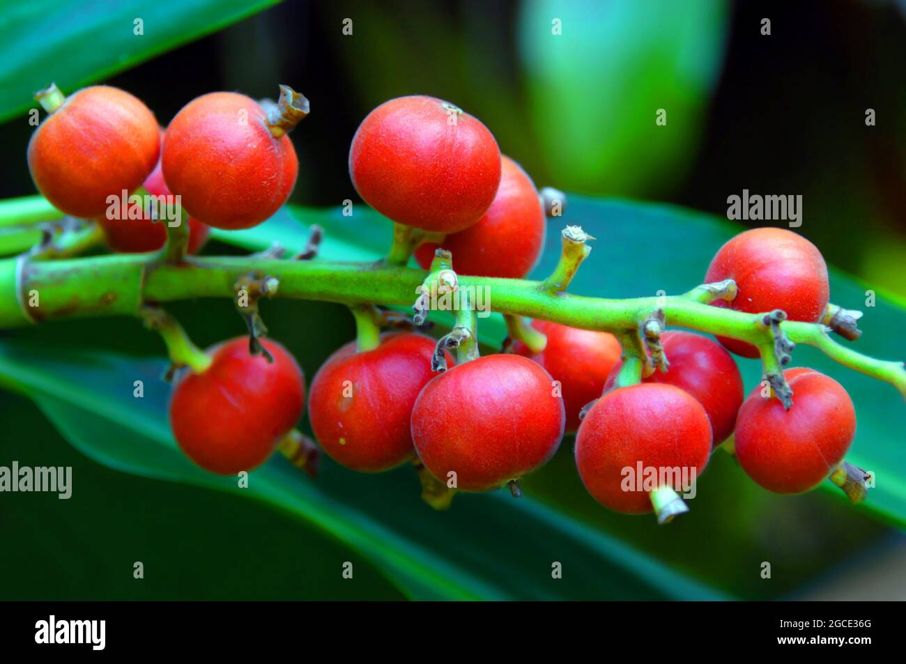 Closeup shows cluster of red berries ripenning on long stem amid bright ...