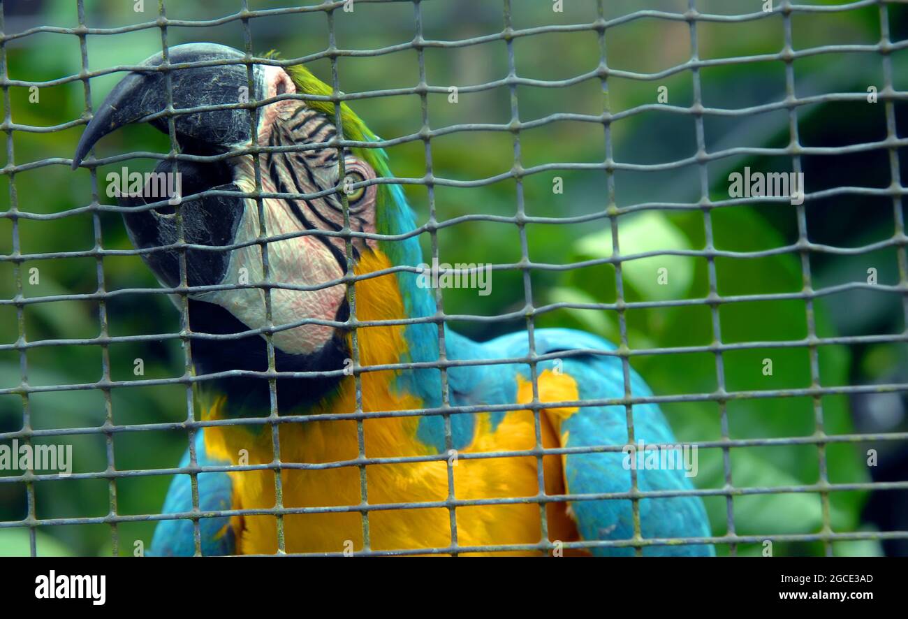 Macaw bites his cage in an attempt to gain his freedom. Beak protrudes ...