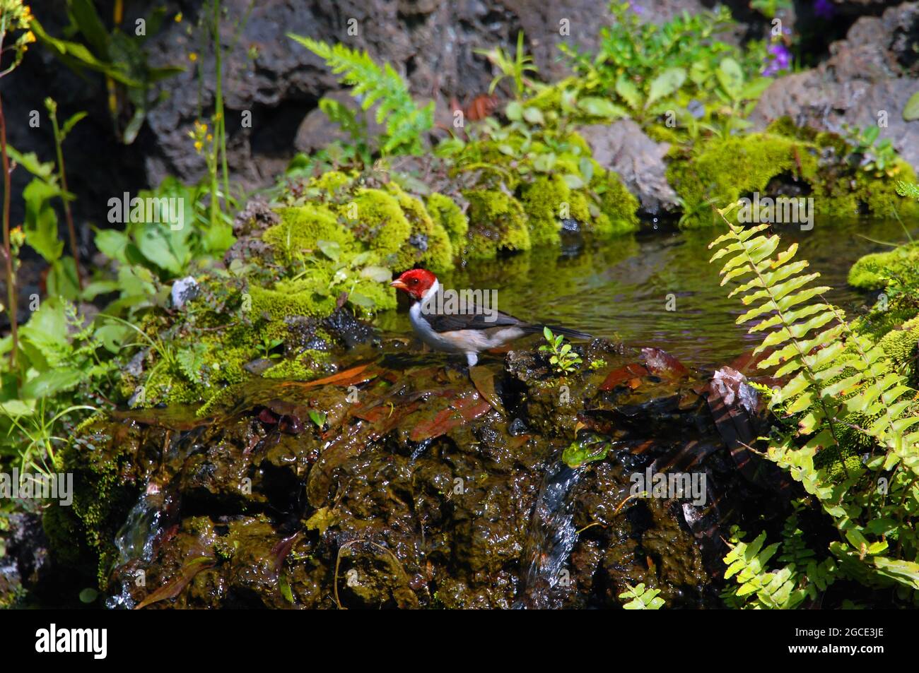 Brazilian cardinal hi-res stock photography and images - Alamy