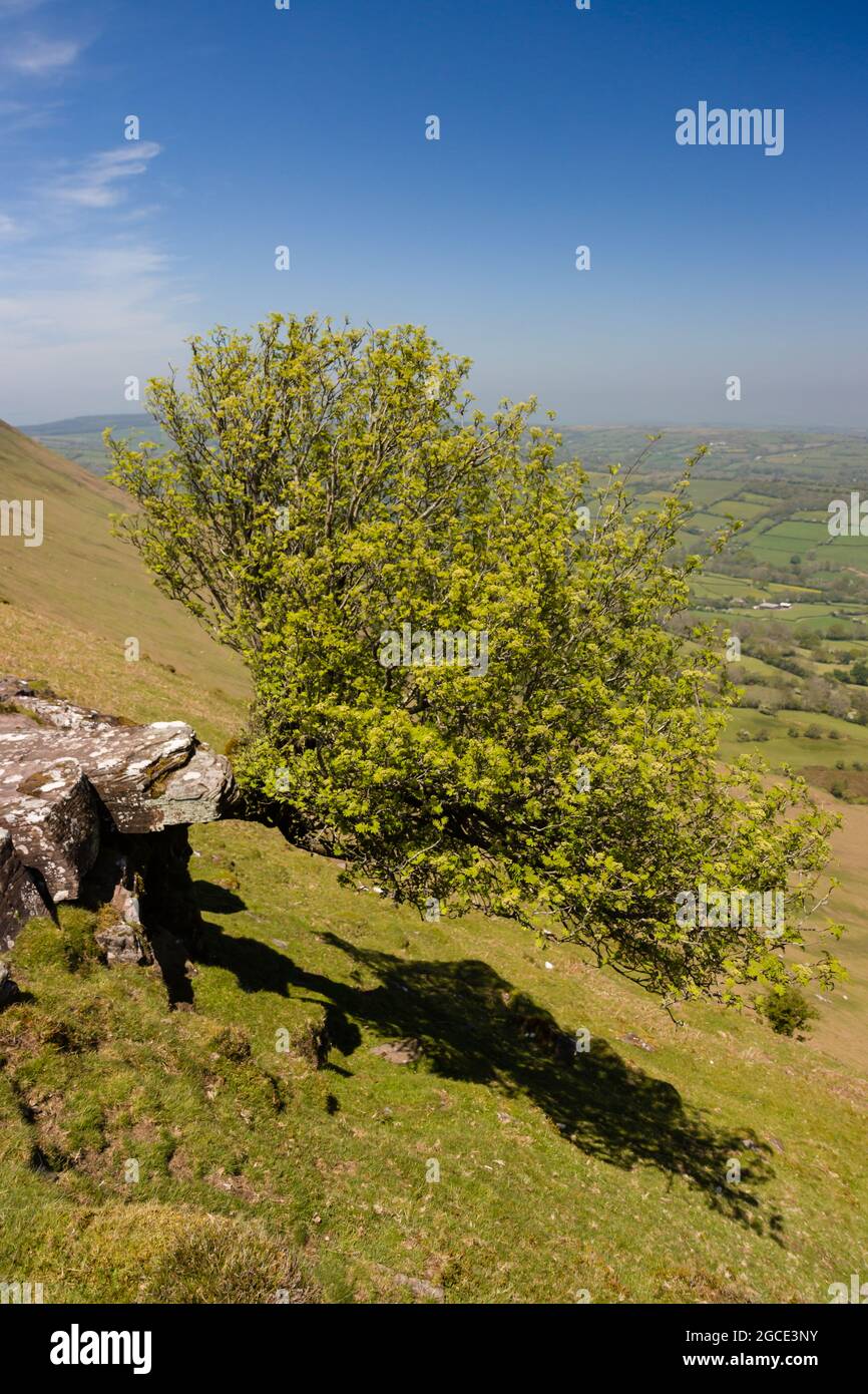 Lone tree on a mountain ridge surrounded by green rural scenery ...