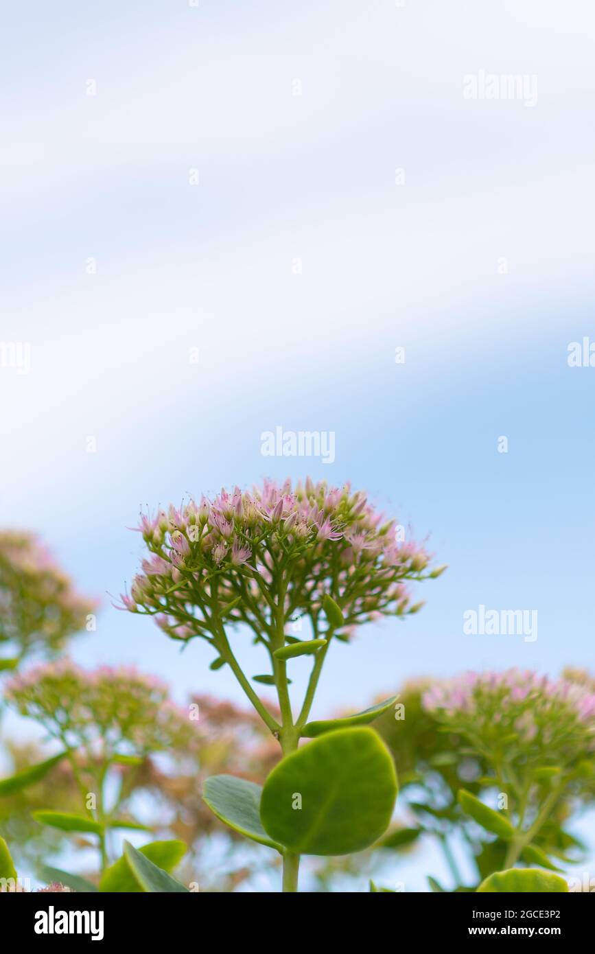 pink flowers shot from below Stock Photo - Alamy