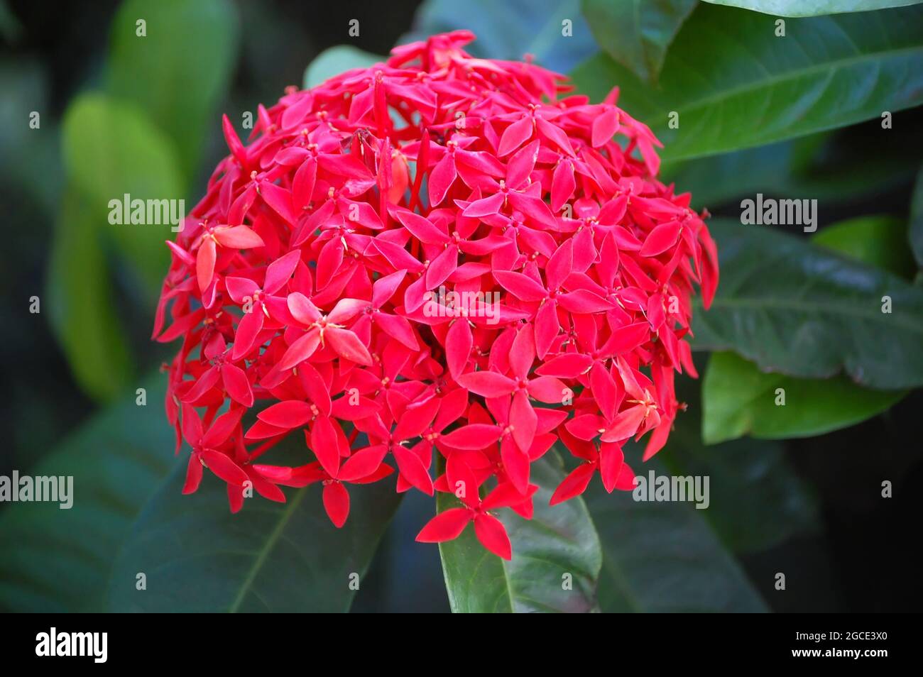 Santan flowers hi-res stock photography and images - Alamy