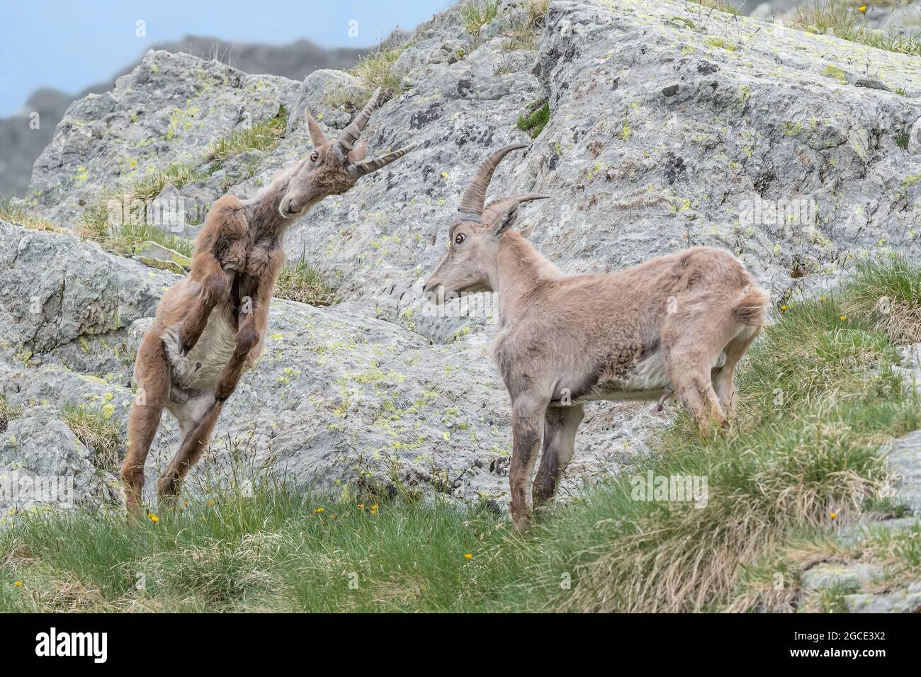 Male ibex battle hi-res stock photography and images - Alamy
