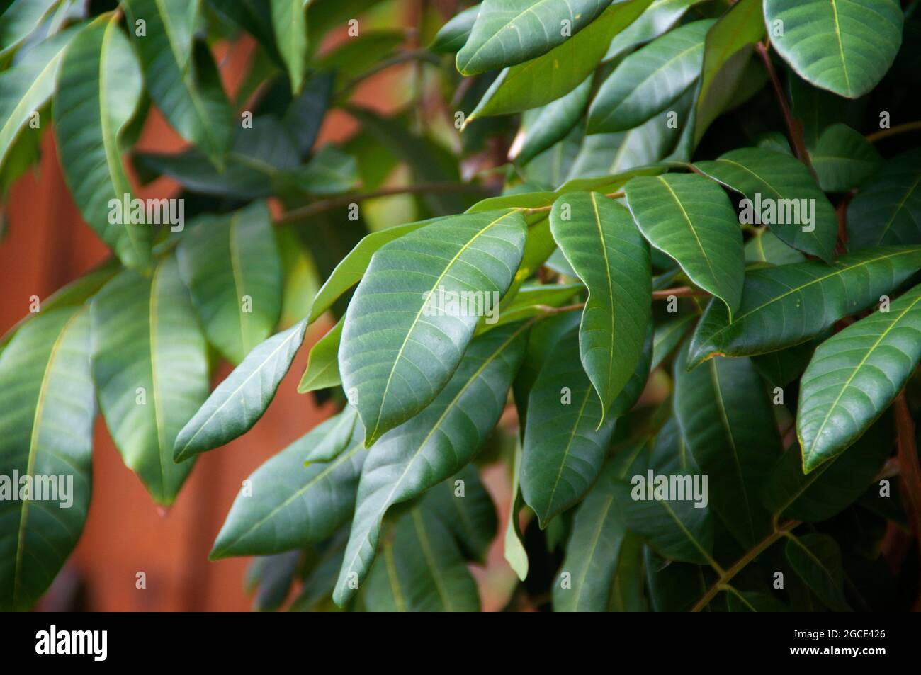 The dragons eye hi-res stock photography and images - Alamy