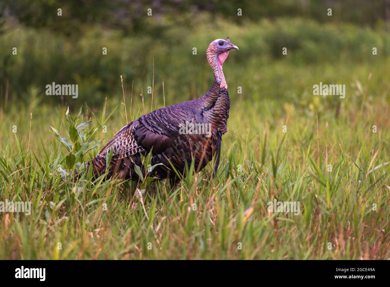 Adult tom turkey hi-res stock photography and images - Alamy