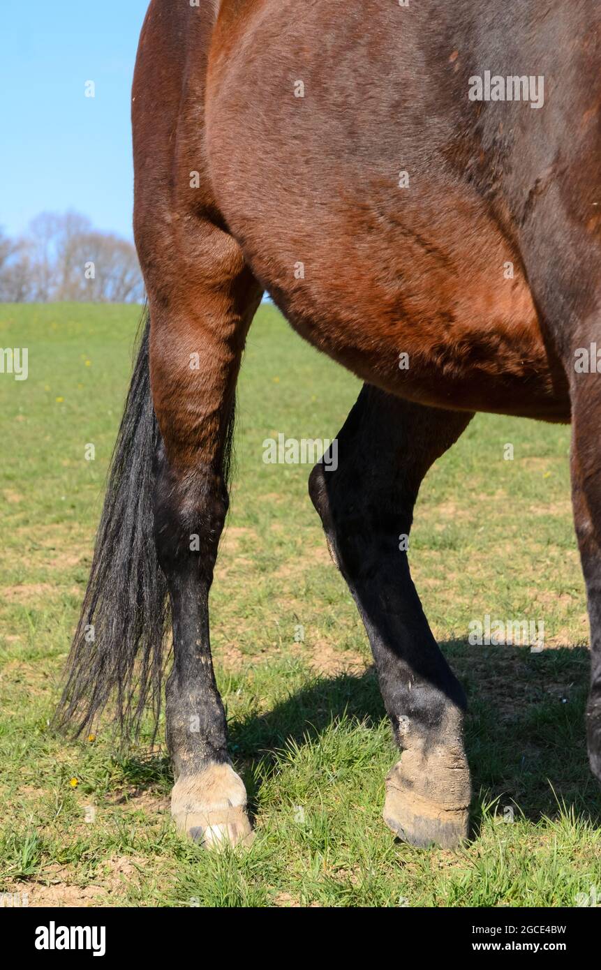 Muscular horse hi-res stock photography and images - Alamy