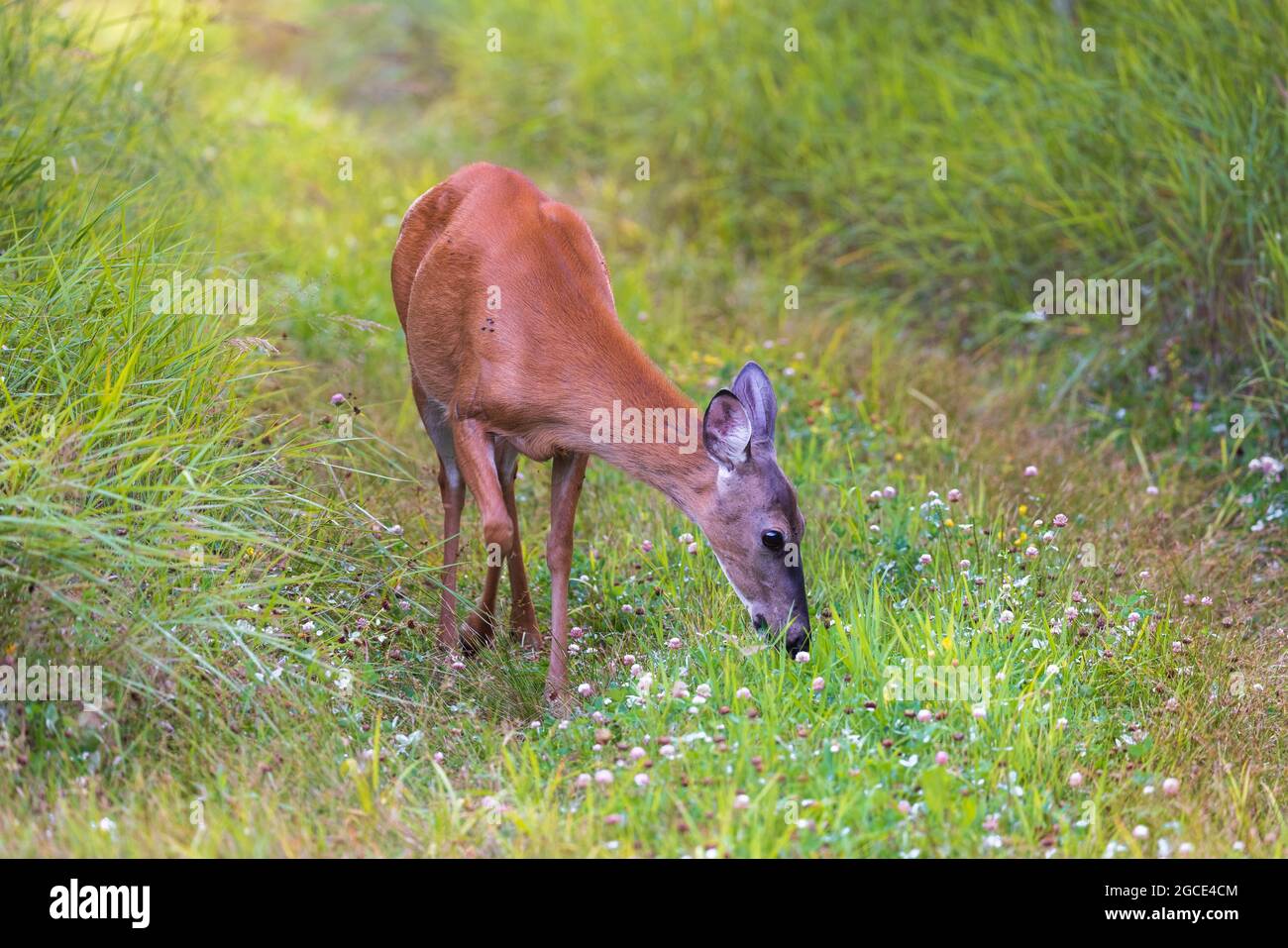 Clover tailed hi-res stock photography and images - Alamy
