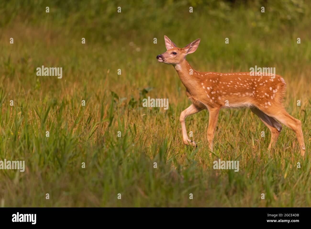 White-tailed fawn foot stomping in a northern Wisconsin field Stock ...