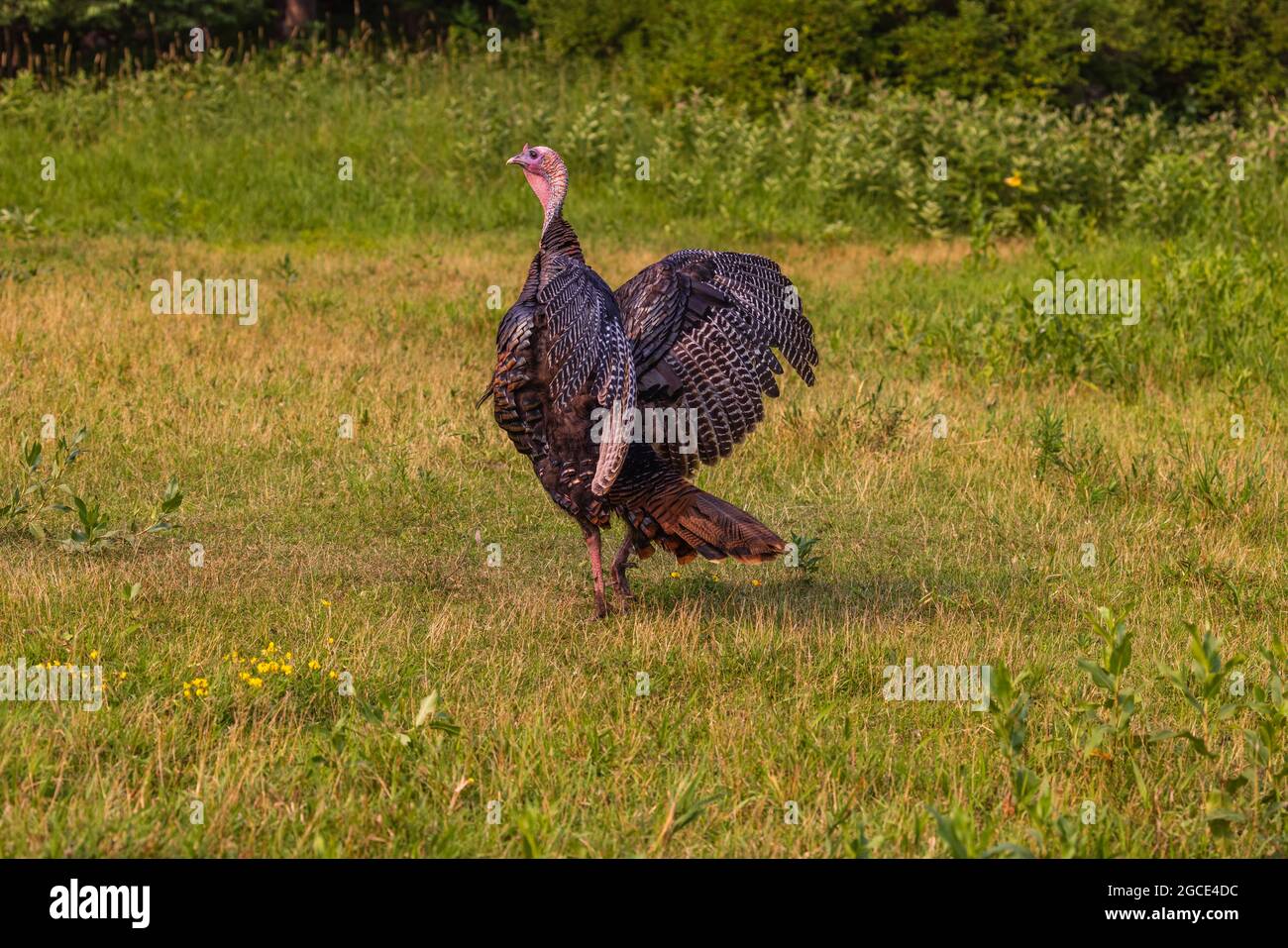 Male has spurs hi-res stock photography and images - Alamy