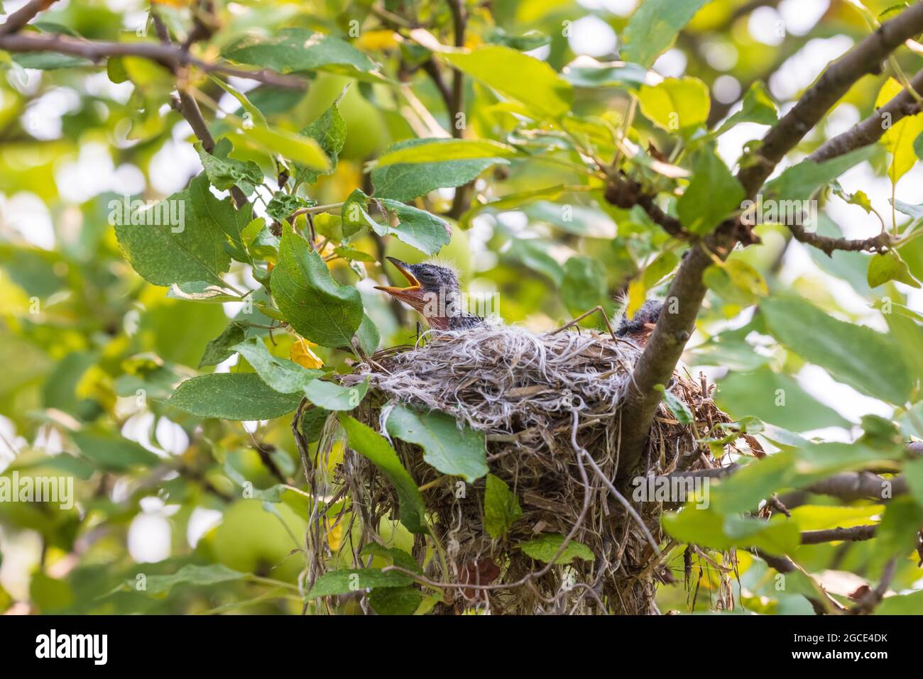 Kingbird in apple tree hi-res stock photography and images - Alamy