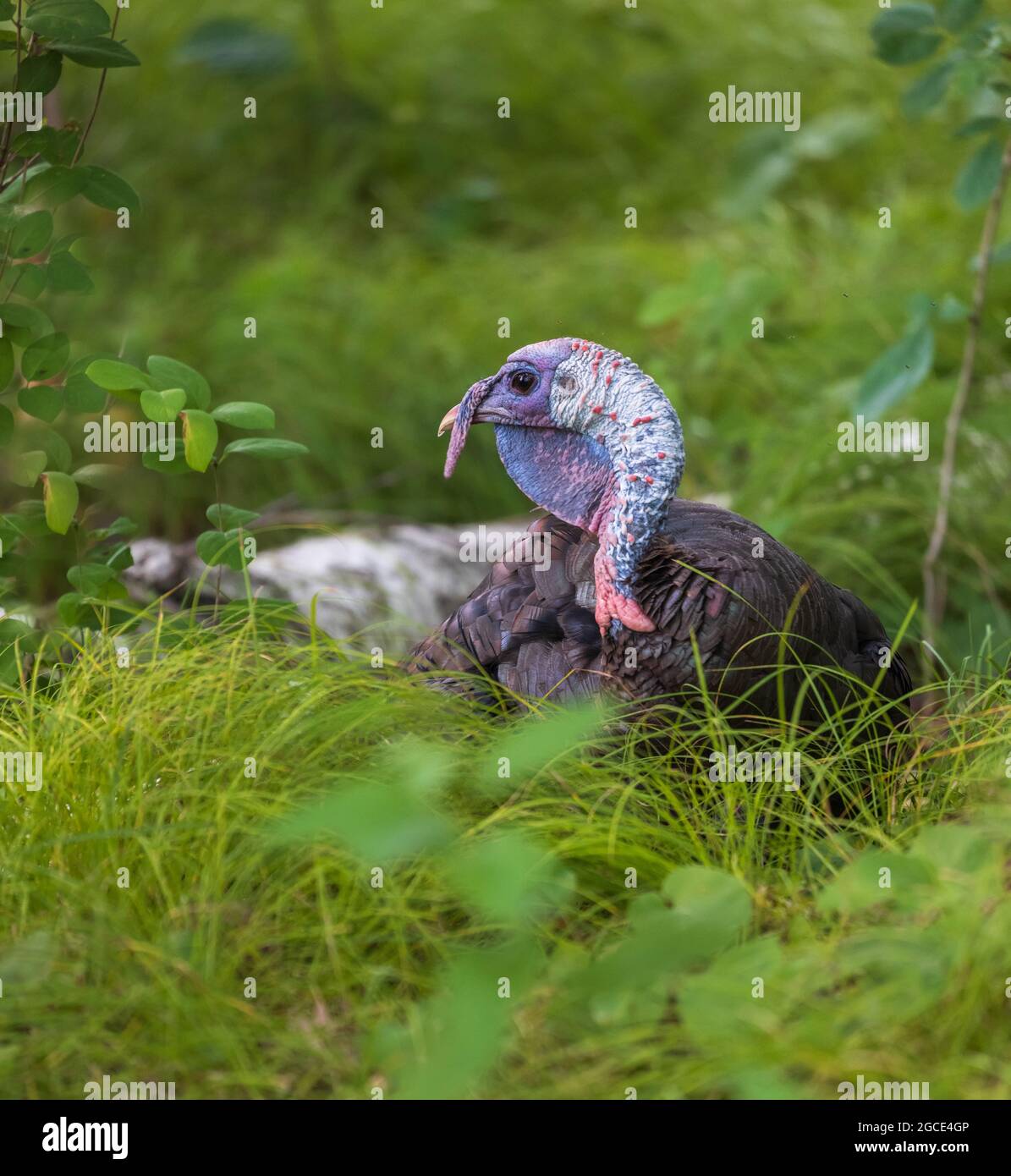 Male turkey snood hi-res stock photography and images - Alamy