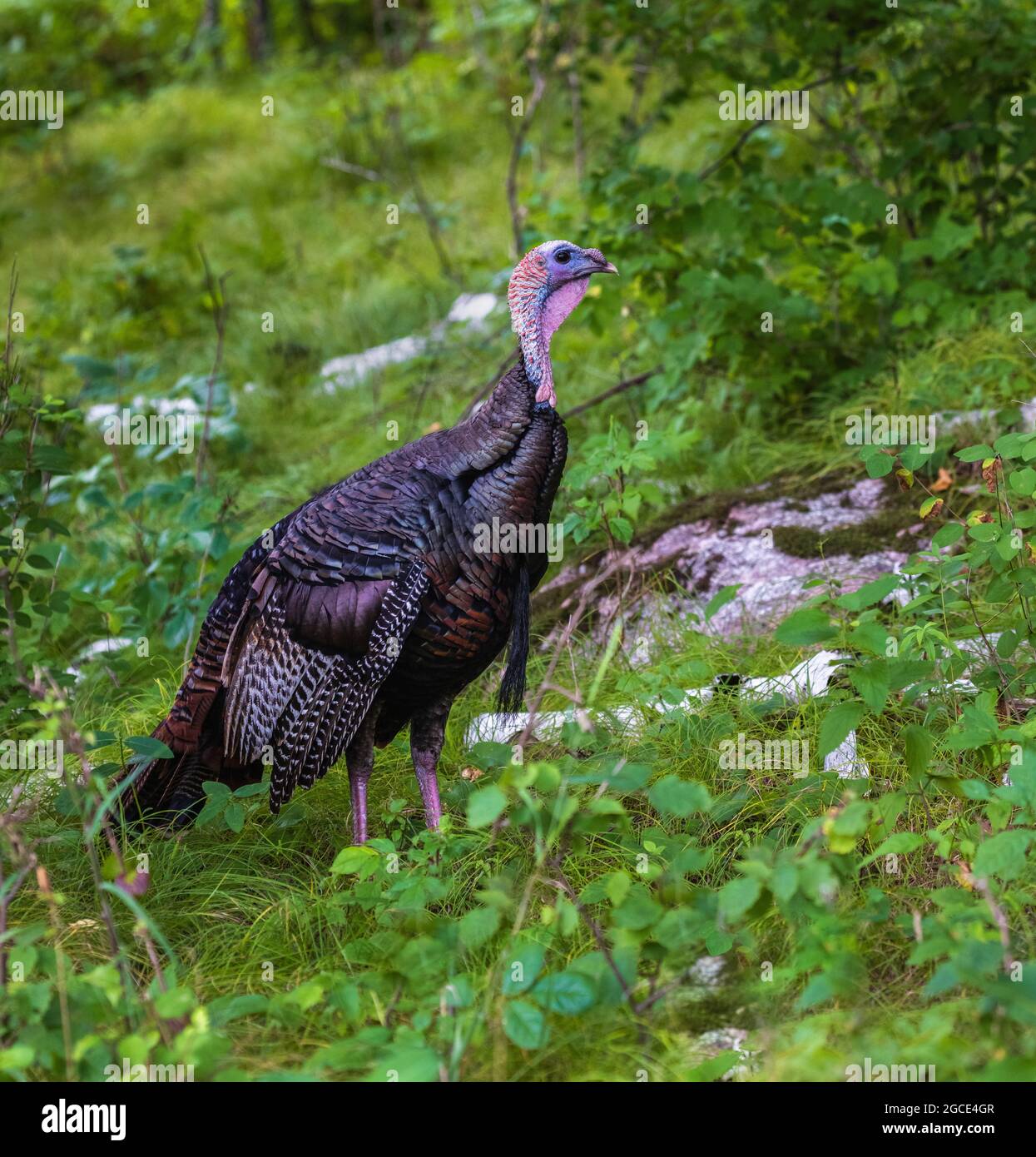 Young tom turkey hi-res stock photography and images - Alamy