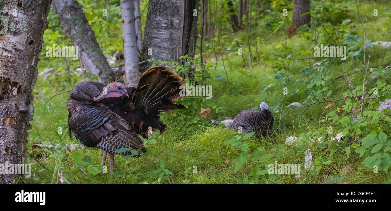 Tom and jake wild turkeys in northern Wisconsin Stock Photo - Alamy