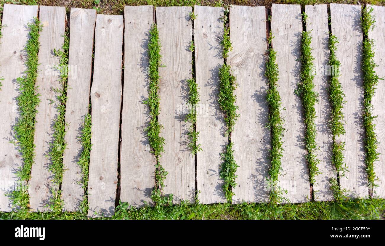 footpath of wooden planks on the grass, use as texture Stock Photo - Alamy