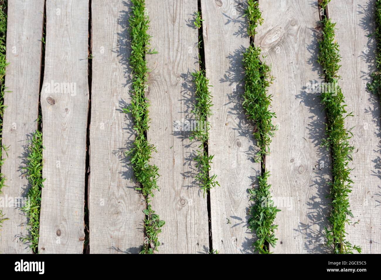 wooden planks lie vertically on the green grass, a footpath of wood ...