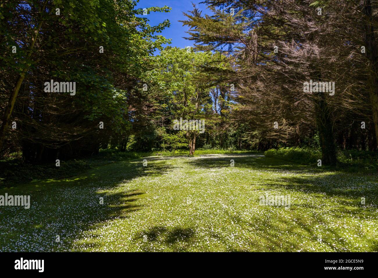 Relaxing trees hi-res stock photography and images - Alamy