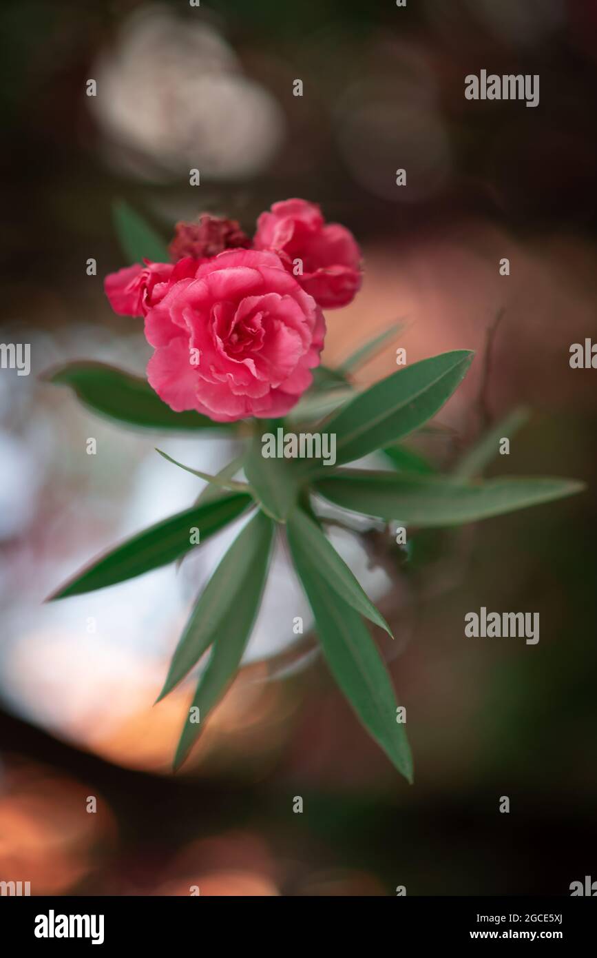 One red flower hi-res stock photography and images - Alamy