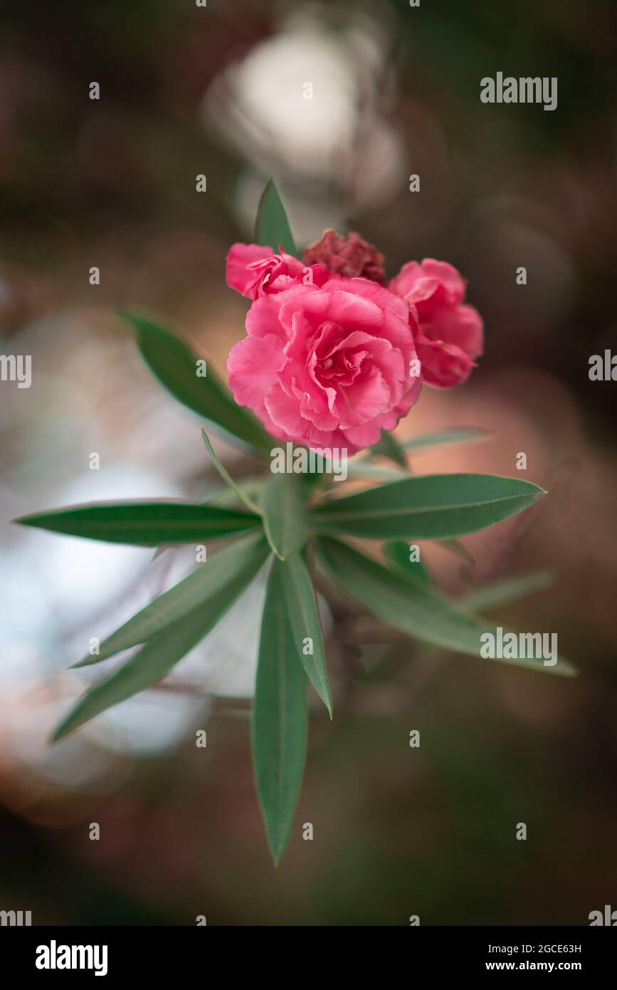 One red flower hi-res stock photography and images - Alamy