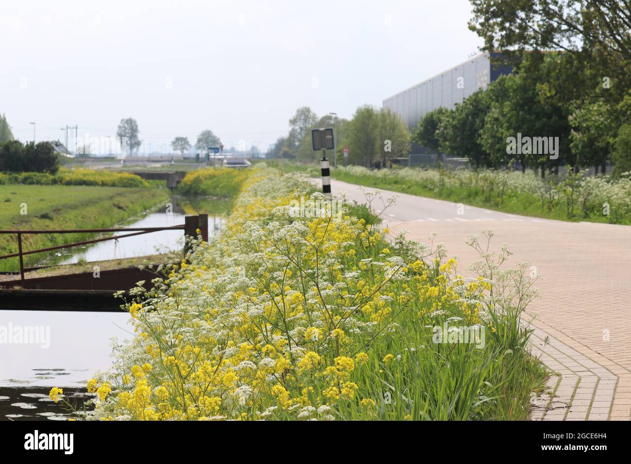 Meadows and country road in the Zuidplaspolder in the Netherlands where ...