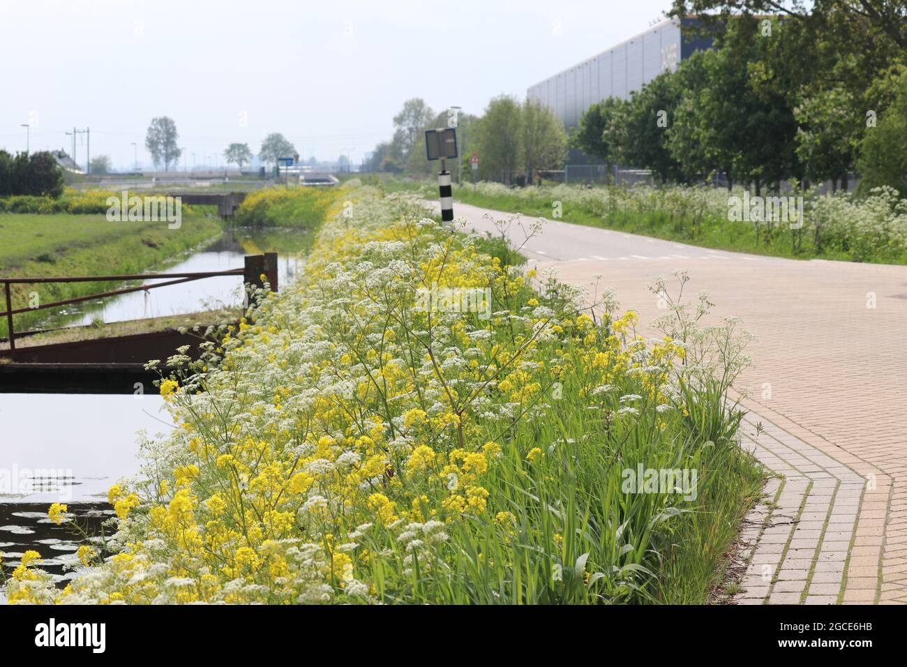 Meadows and country road in the Zuidplaspolder in the Netherlands where ...