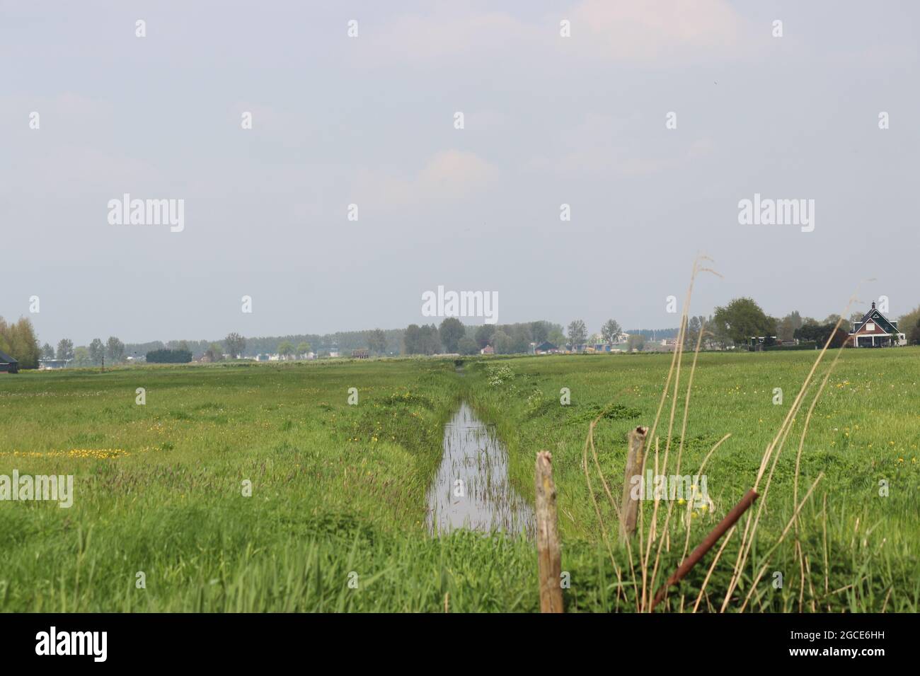 Meadows and country road in the Zuidplaspolder in the Netherlands where ...