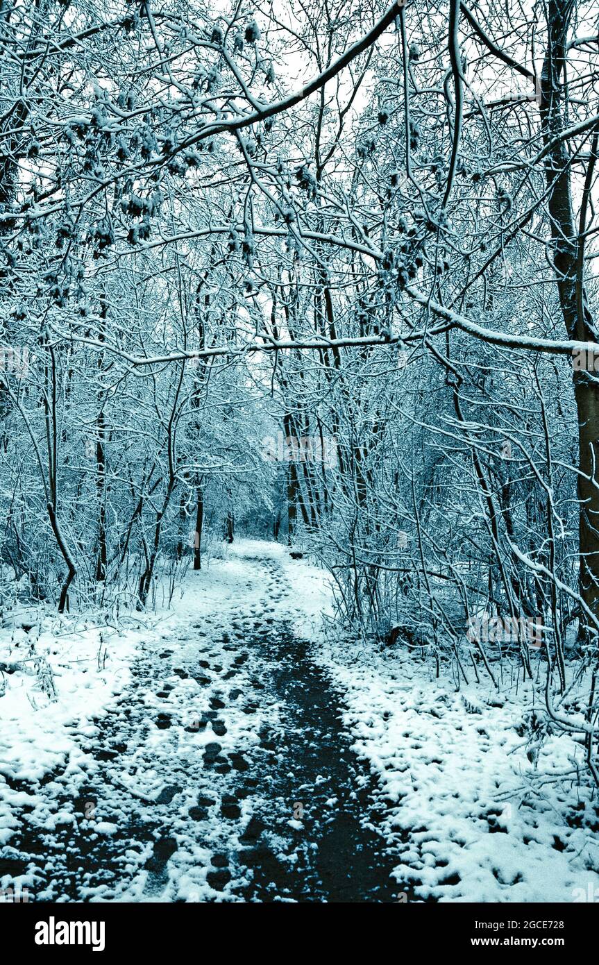 Snow winter path trees hi-res stock photography and images - Alamy