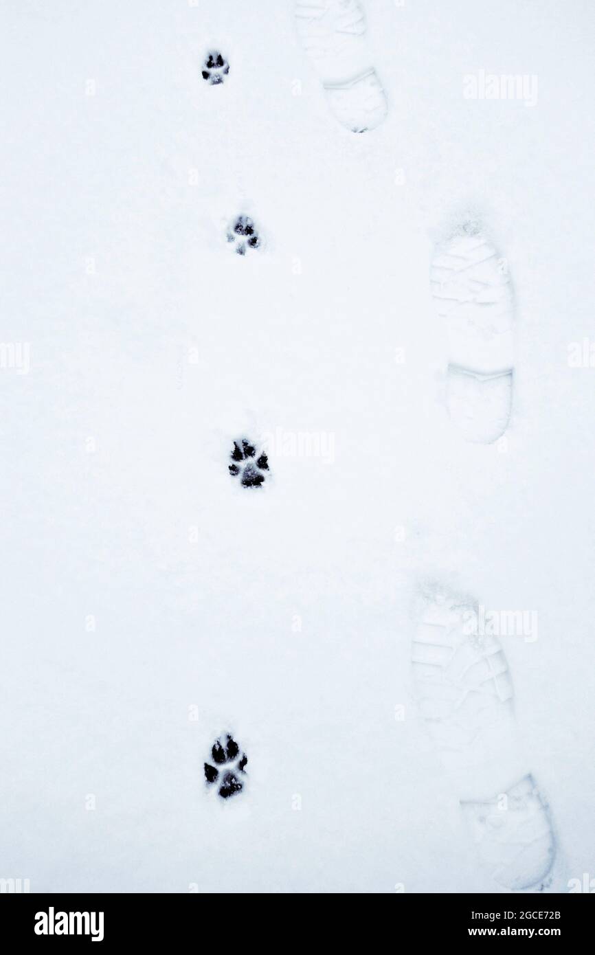 Dog footprint snow hi-res stock photography and images - Alamy