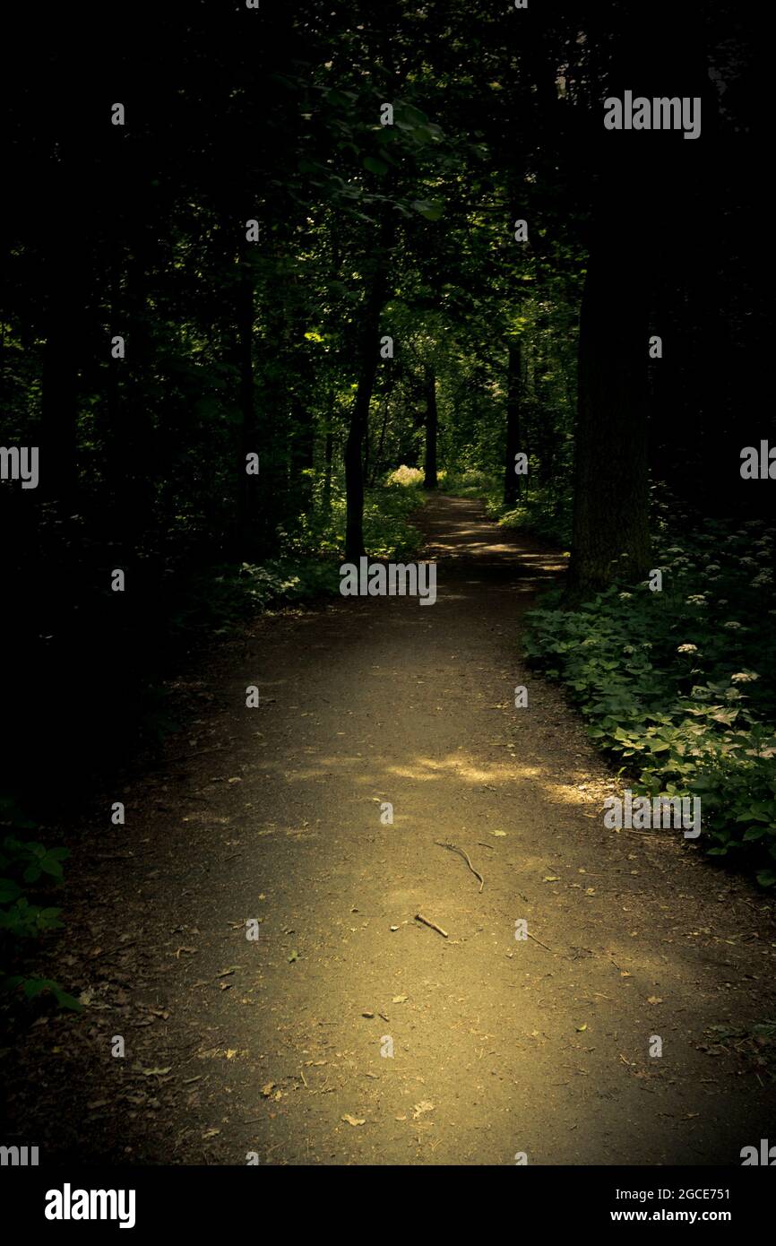 empty path into a dark forest Stock Photo - Alamy