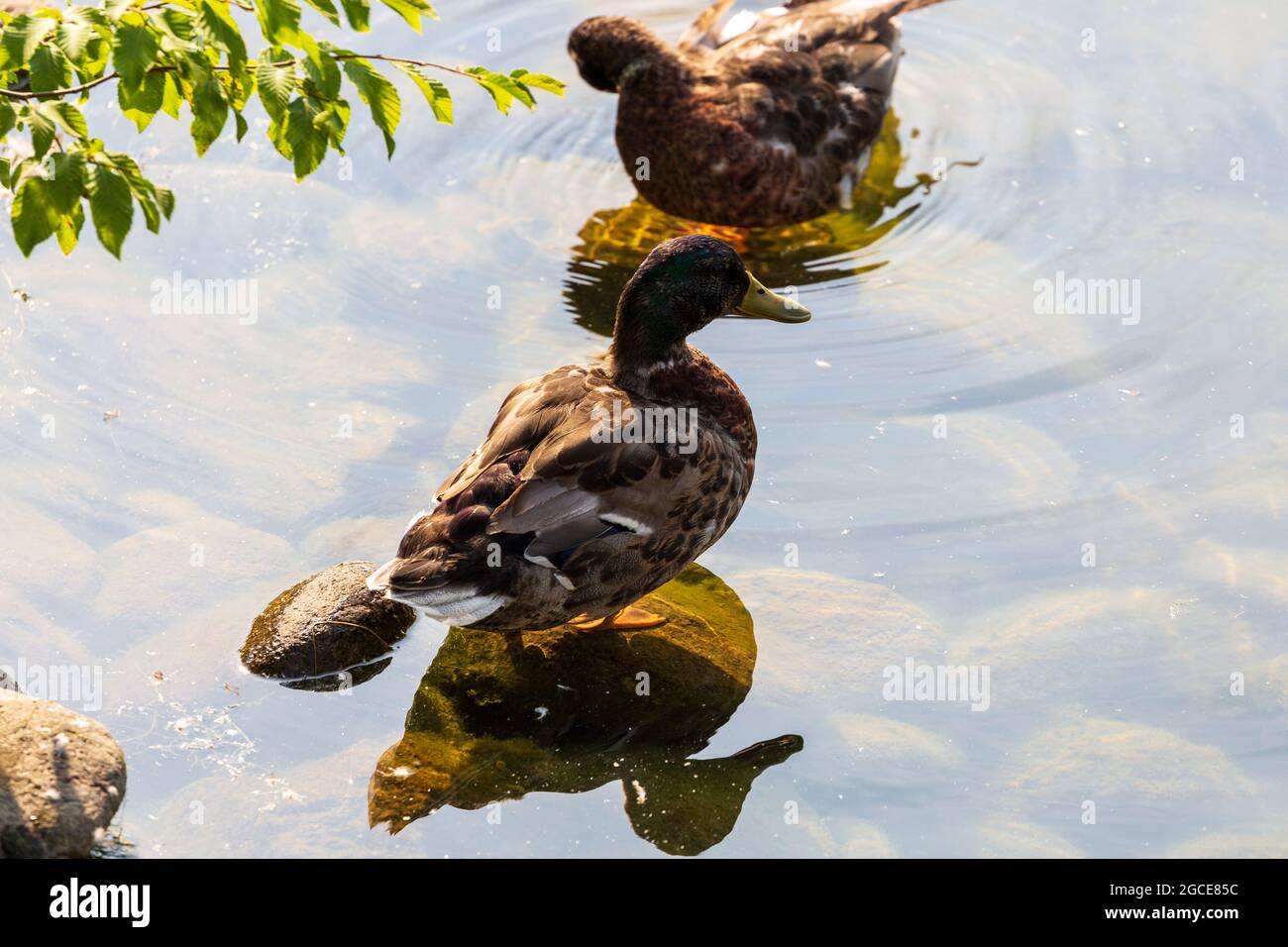 Two ducks in small pond hi-res stock photography and images - Alamy