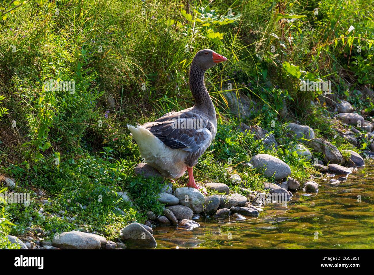 Small duck pond on hi-res stock photography and images - Alamy