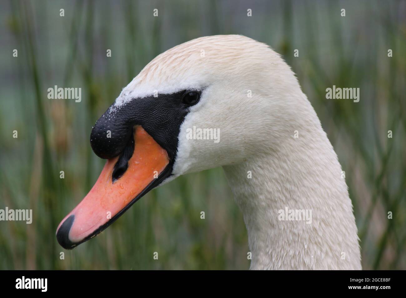 Wild mute swan (Cygnus Olor). Scottish wildlife and wild swans. Summers ...