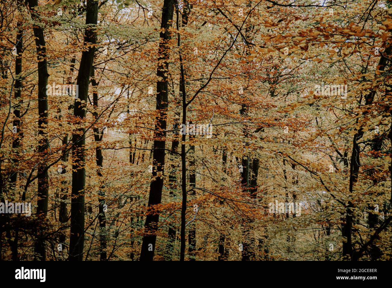 Beautiful autumn colors in the forest Stock Photo - Alamy