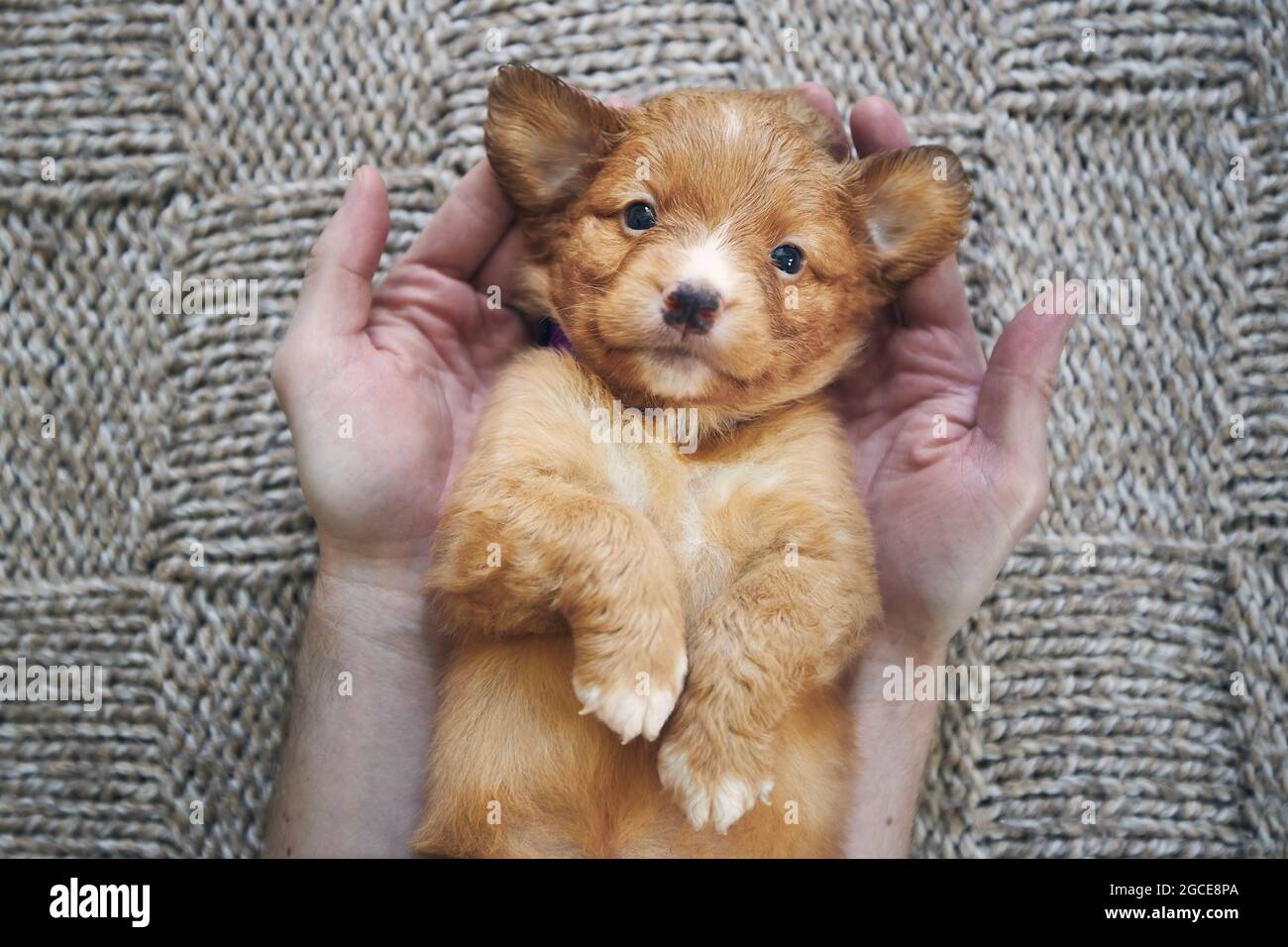 Man holding cute puppy in palms of hands. Cute Nova Scotia Duck Tolling ...