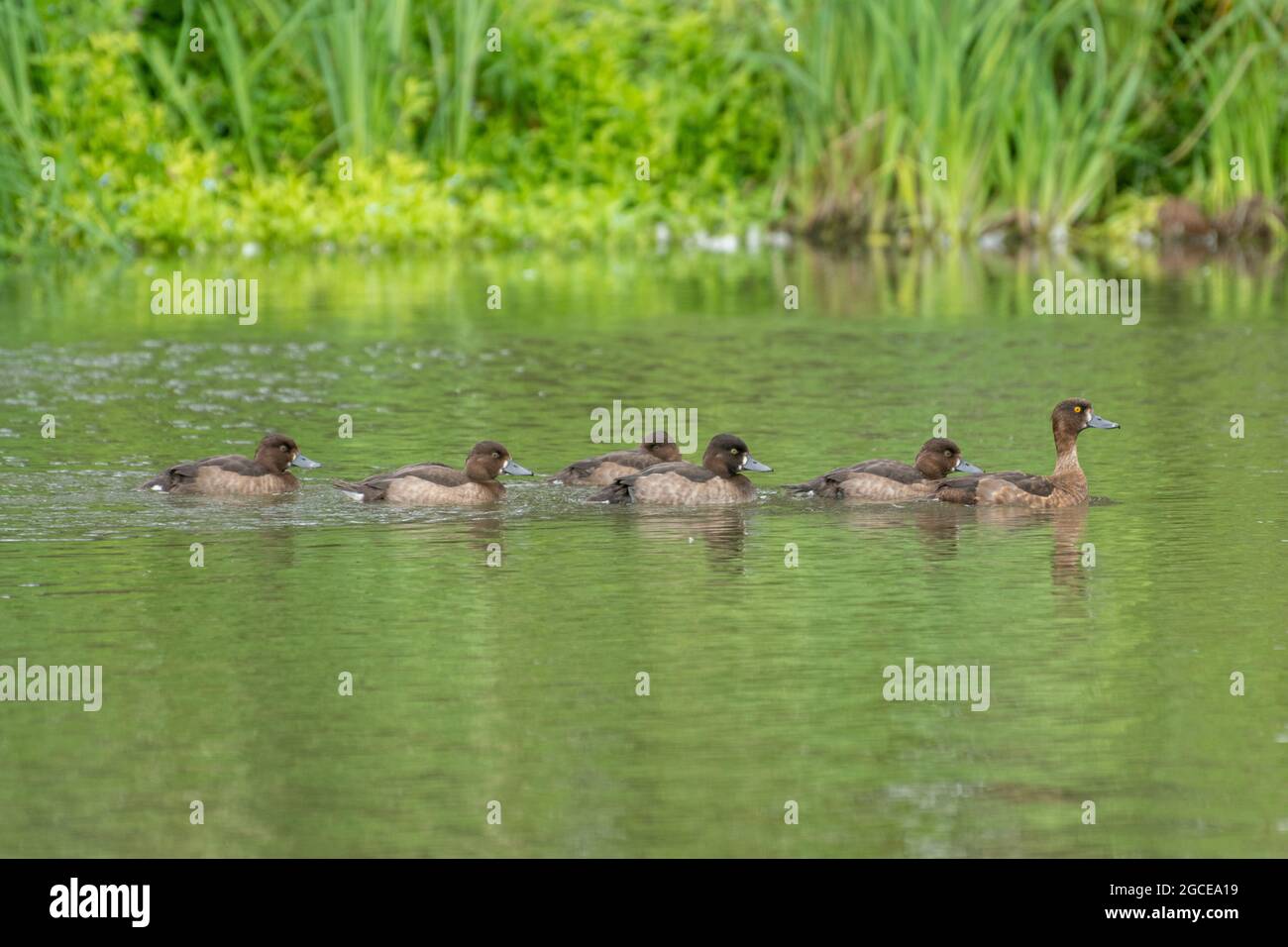 Tufted duck (Aythya fuligula) female and family of ducklings on a river ...