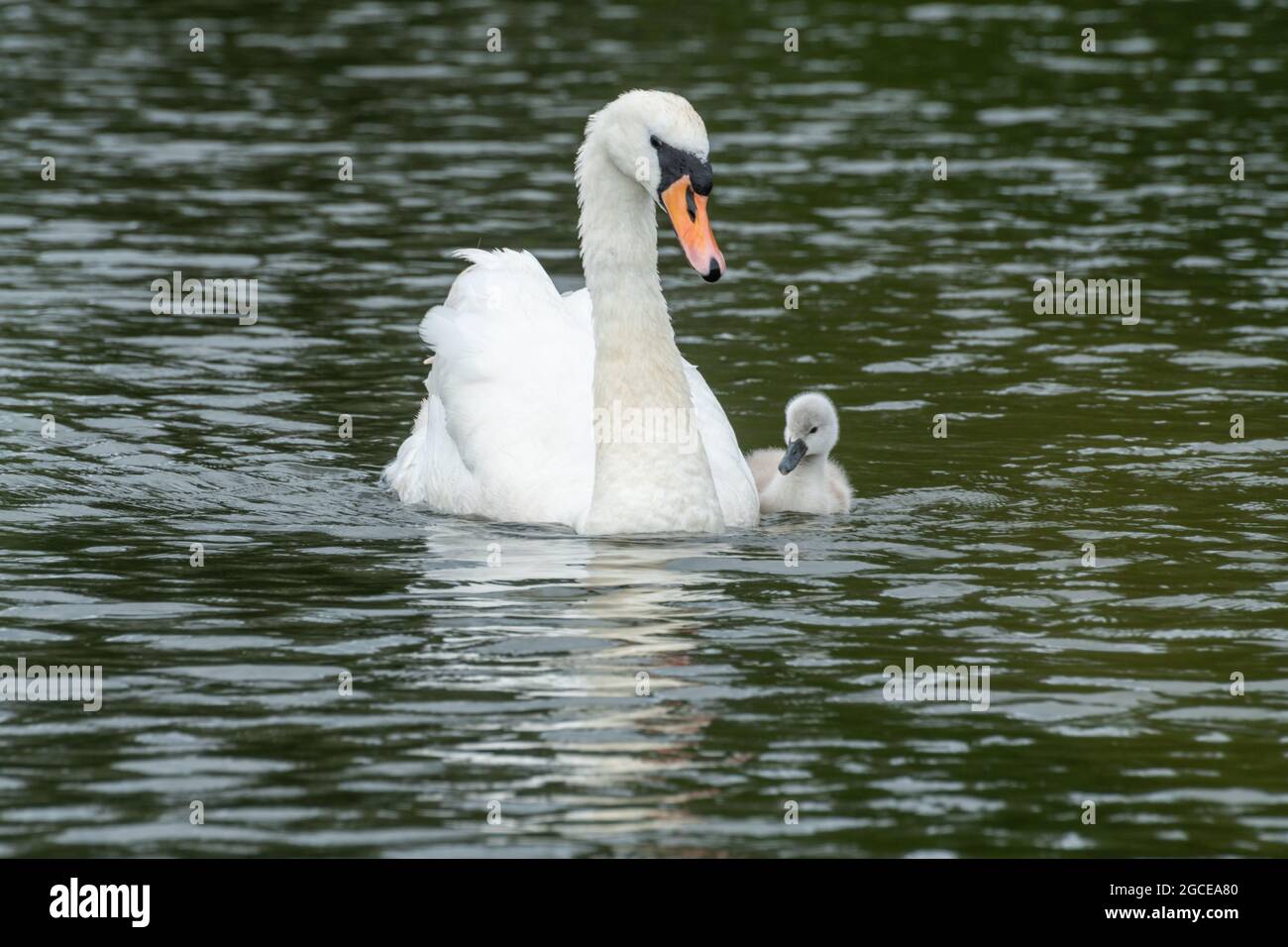 Cygnet swans hi-res stock photography and images - Alamy