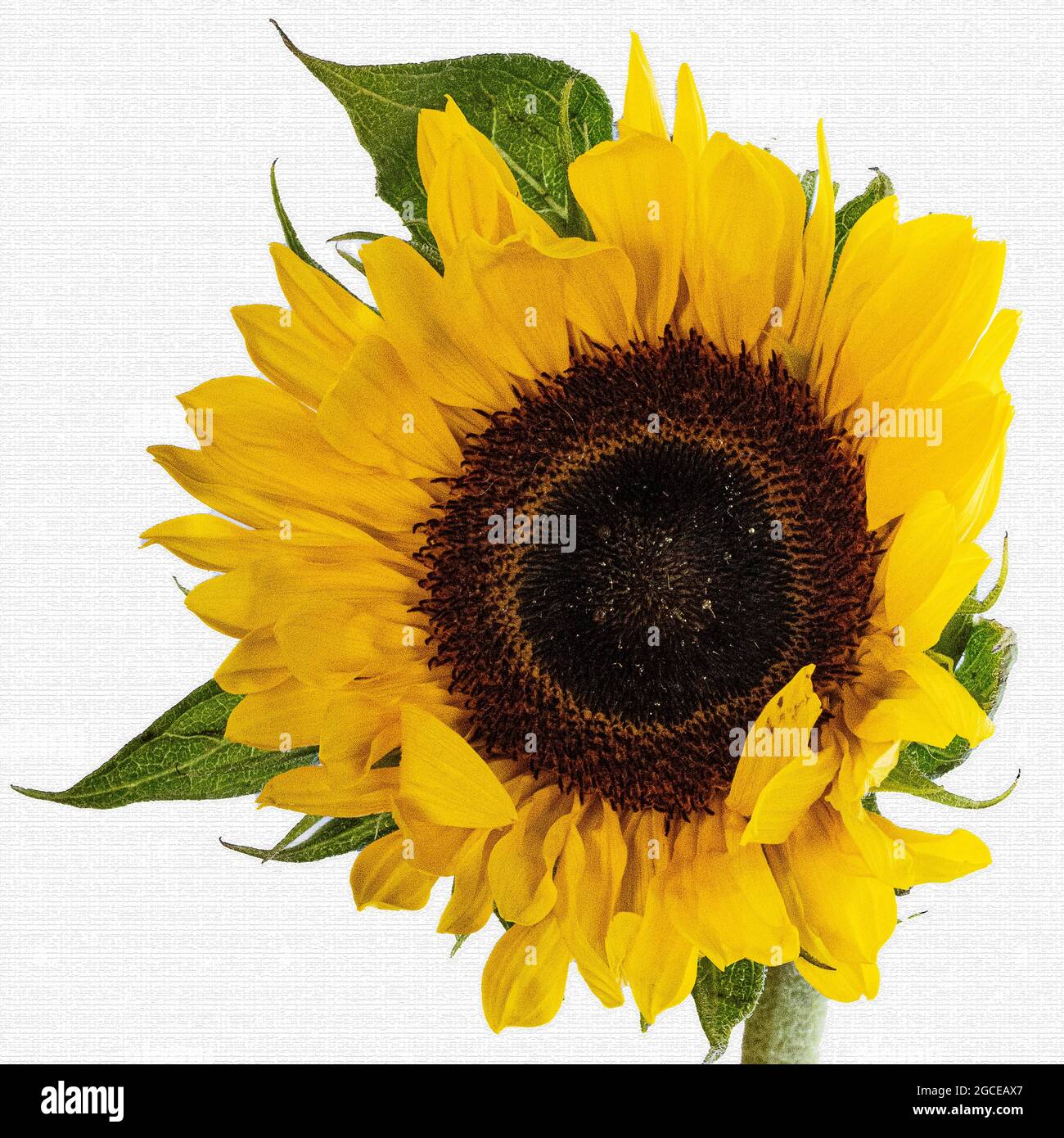 Tall red sunflower hi-res stock photography and images - Alamy