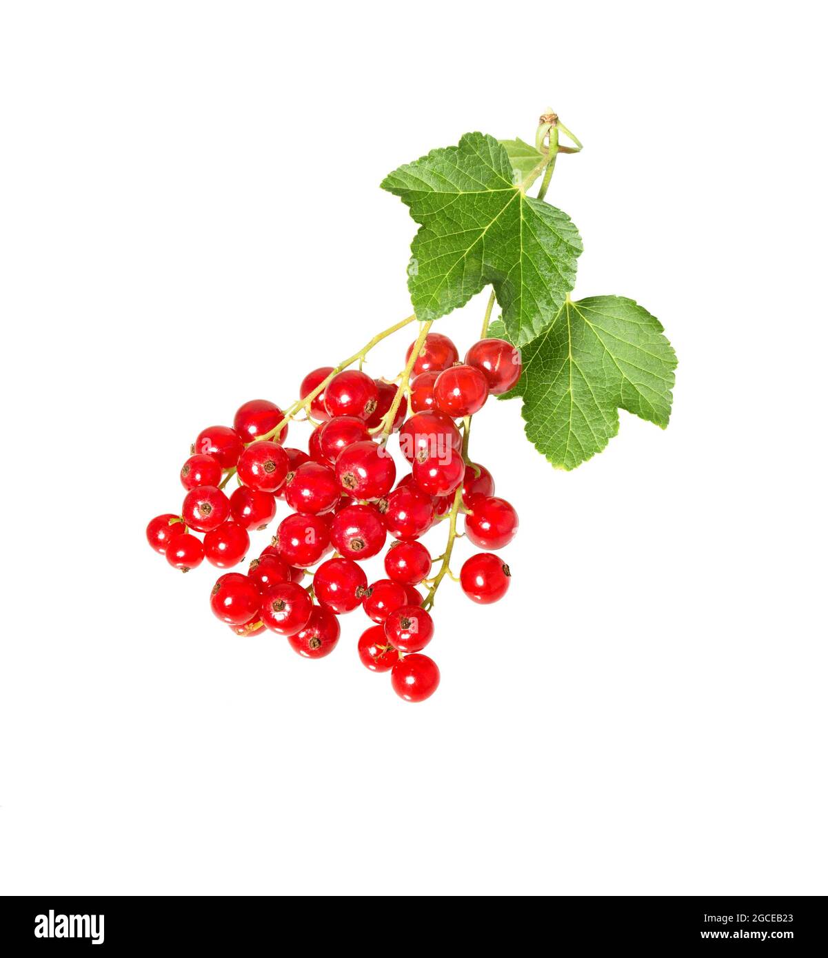 Fruit plant leaf Cut Out Stock Images & Pictures - Alamy