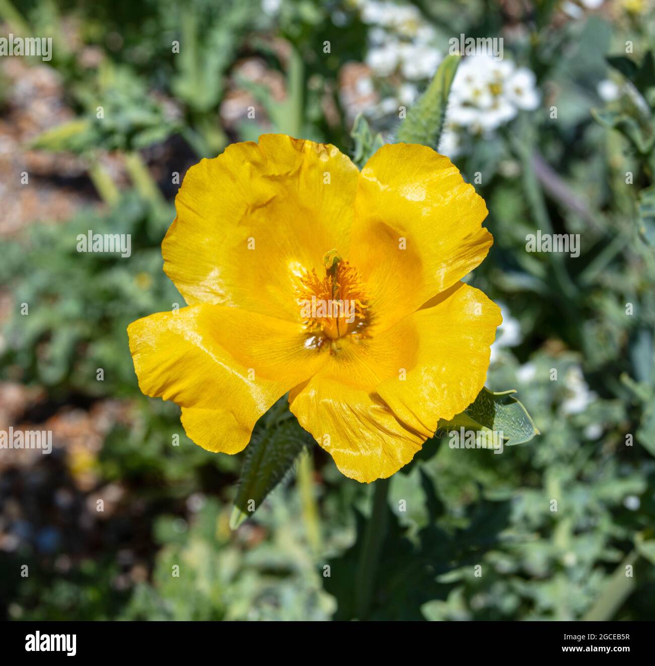 Coastal plant textures hi-res stock photography and images - Alamy